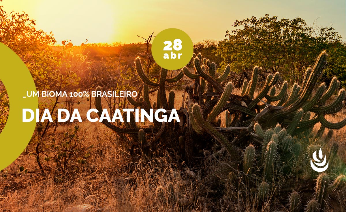 Caatinga: um bioma exclusivamente brasileiro