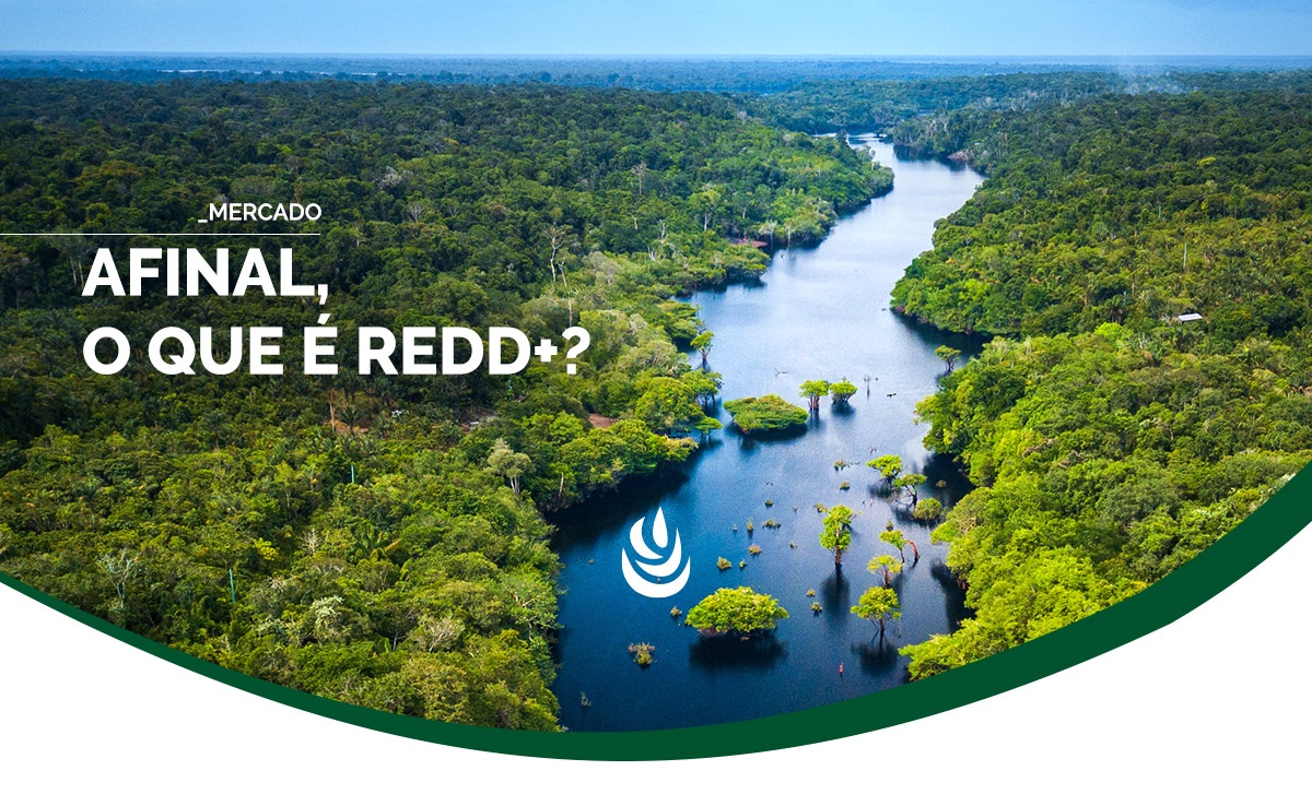Afinal, o que é REDD+?
