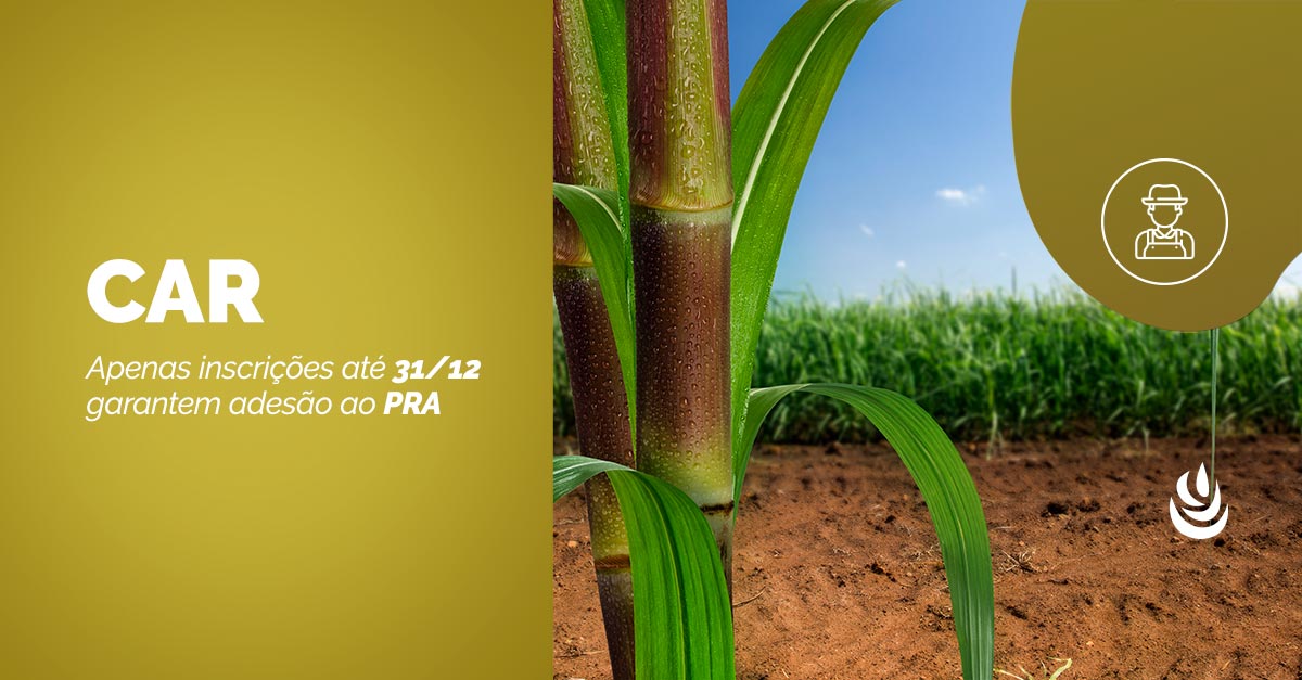 CAR: apenas inscrições até 31/12 garantem adesão ao PRA