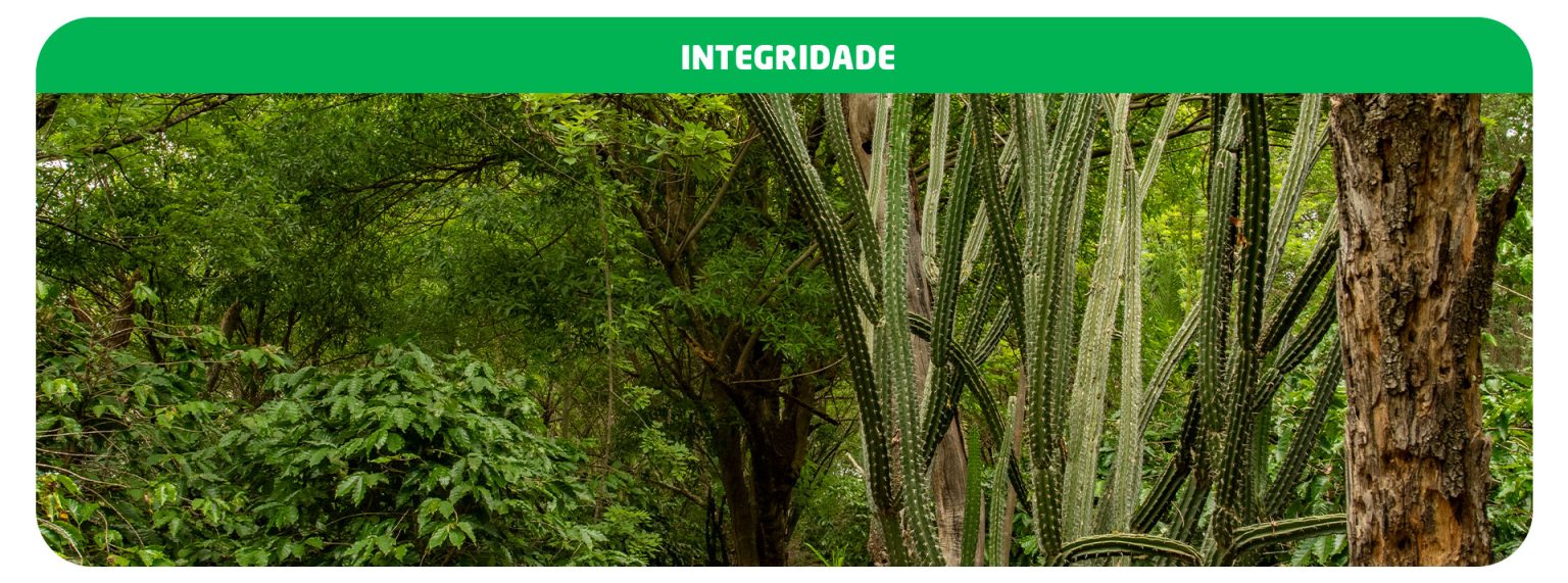 Projeto ARR Corredores de Vida é validado pela VERRA, nos padrões VCS + CCB